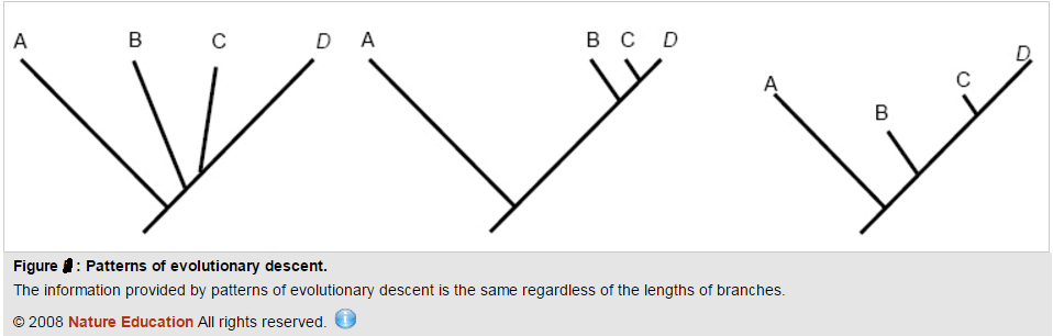 Agora ficou fácil! Aprenda a ler uma Árvore filogenética!