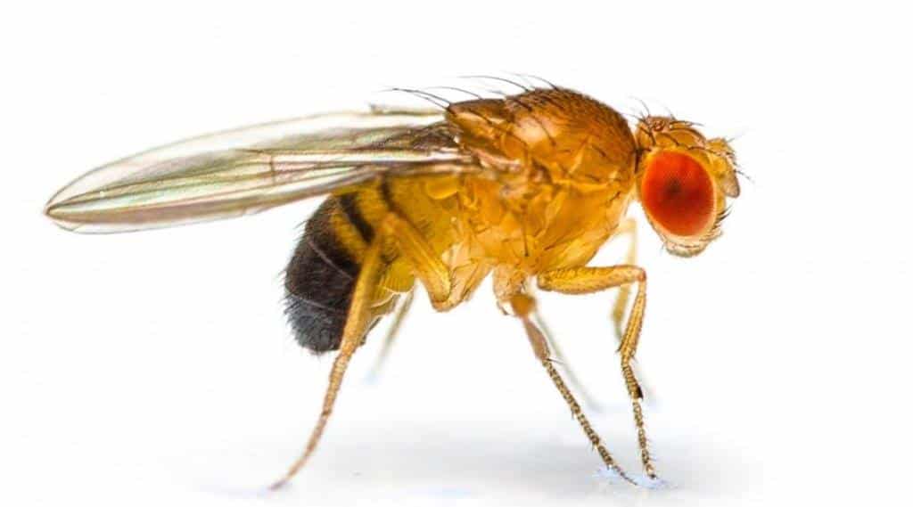 Drosophila Melanogaster e a Genética do Desenvolvimento | Universo ...